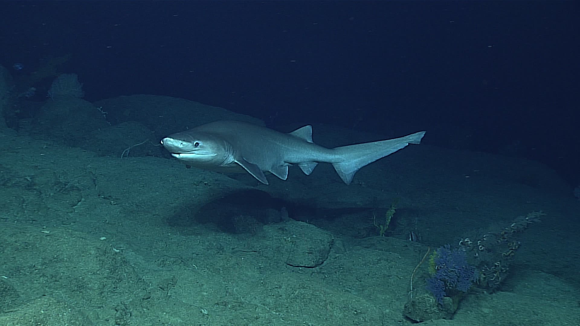 Is Squalene Really Derived From Sharks? Here's Why It Depends