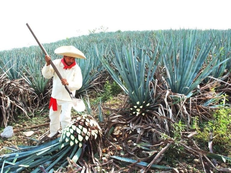 Xarope de Agave É Vegano? Tudo Sobre O Agave