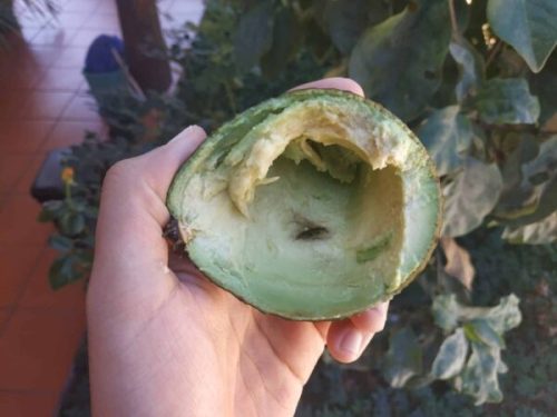 Avocado Has Brown Spots Inside: Is It Safe To Eat?