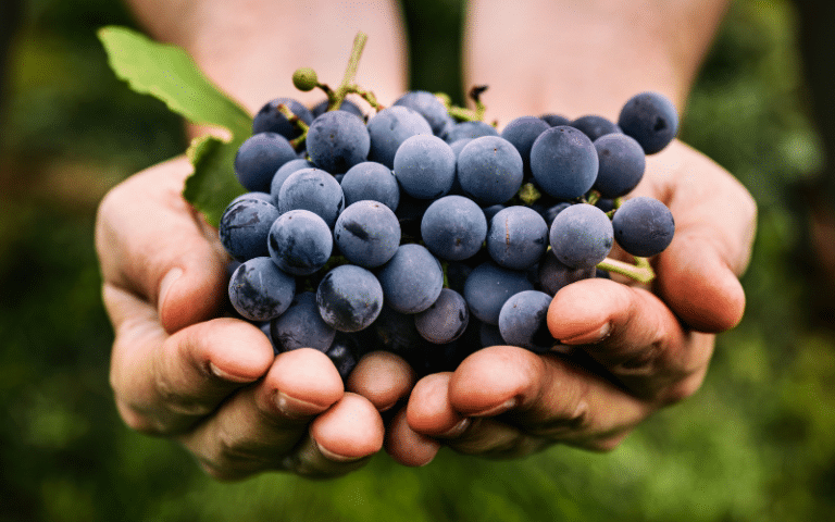 Grapes Have Brown Spots: Are They Safe To Eat?